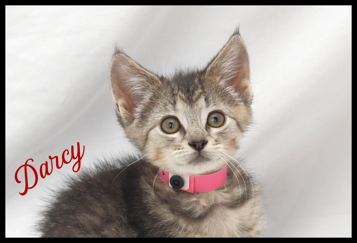 Home [saveohiostrays.org]