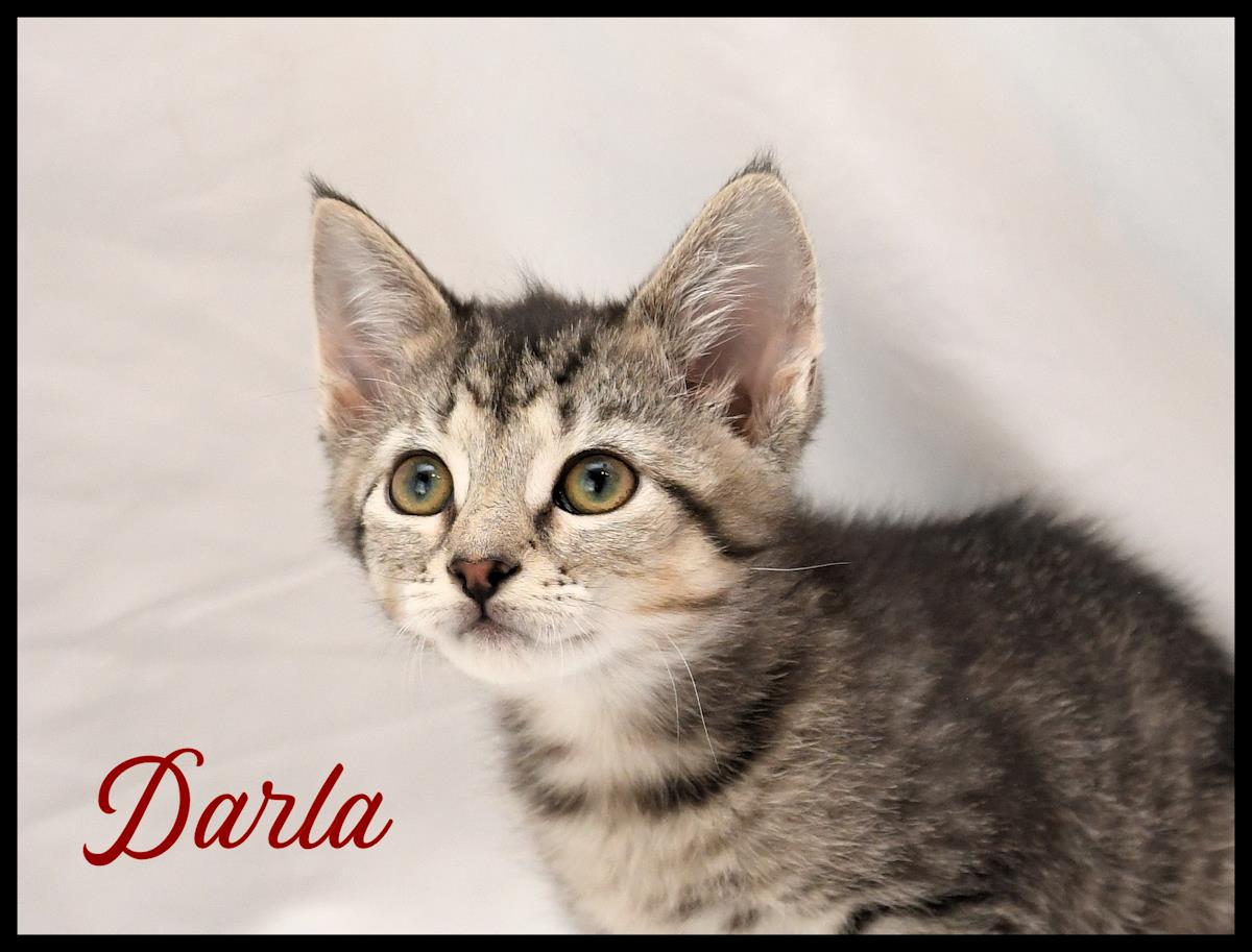 Home [saveohiostrays.org]