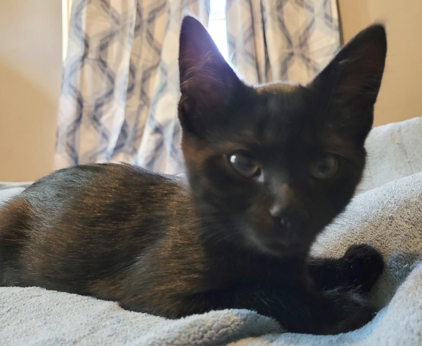 Home [www.saveohiostrays.org]