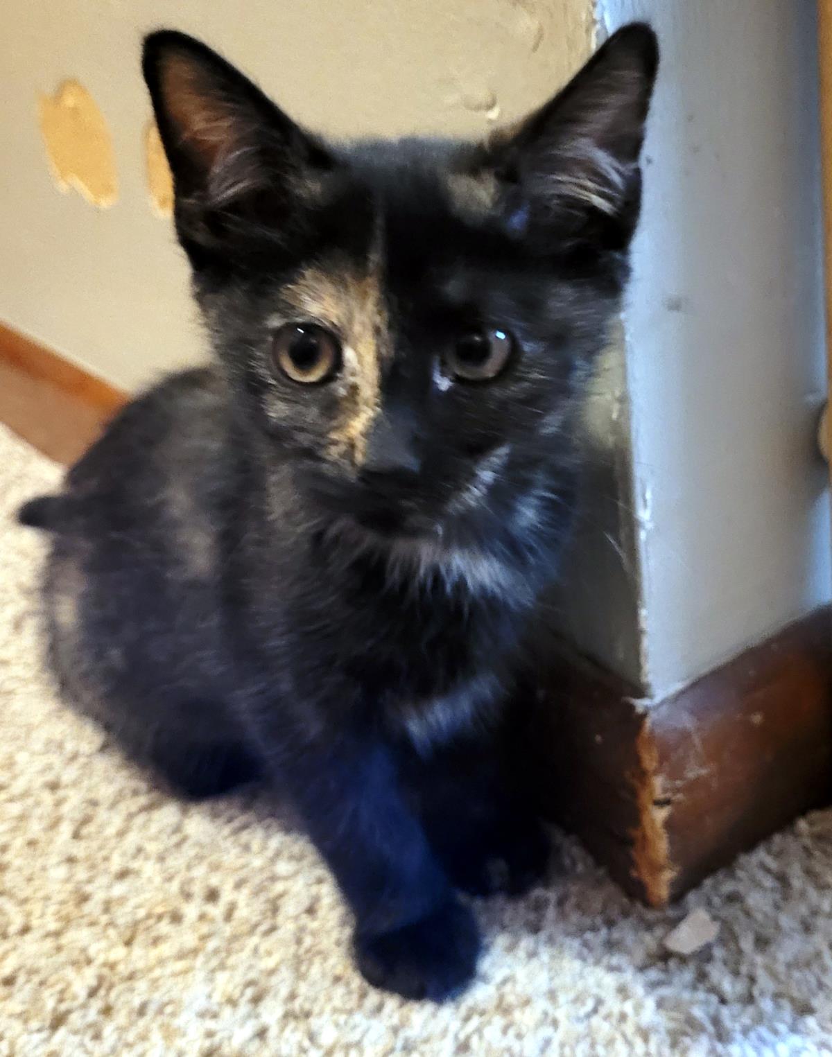 Home [saveohiostrays.org]