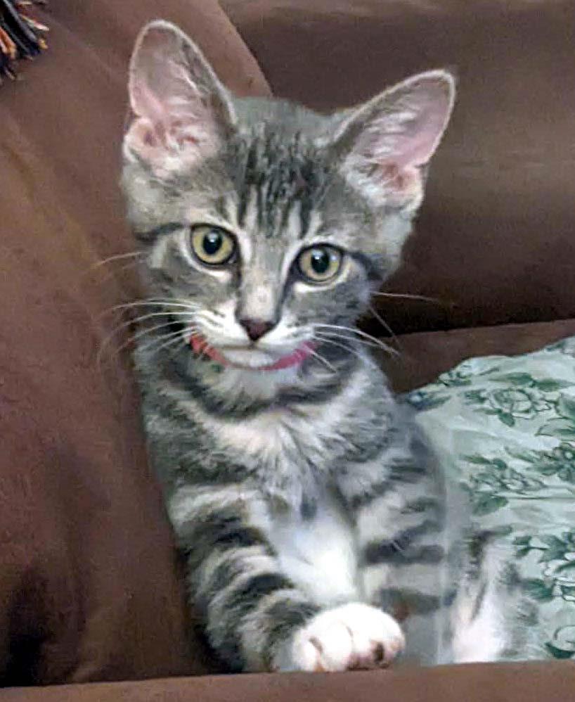 Home [saveohiostrays.org]