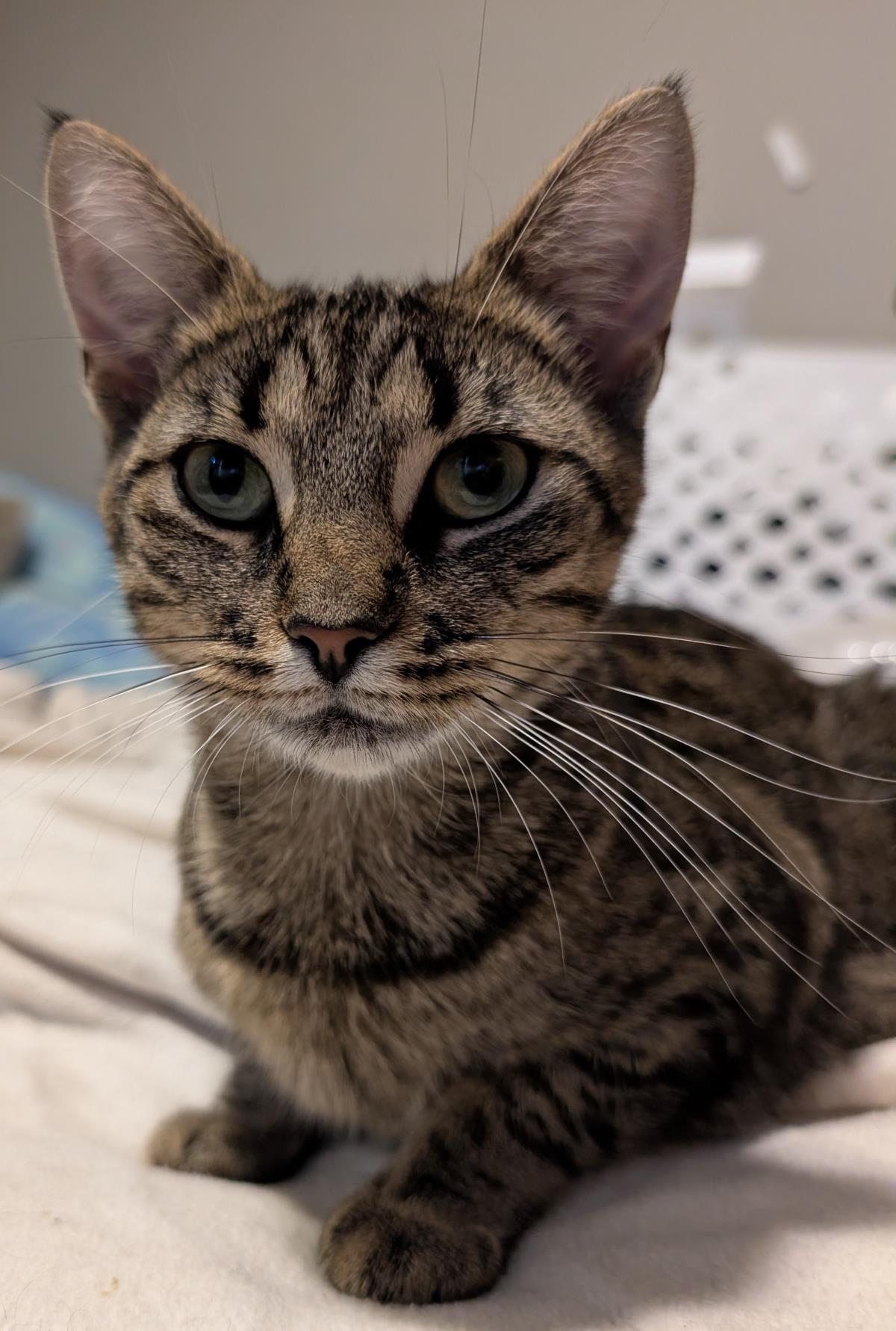 Riley #250912-Q: Female Cat