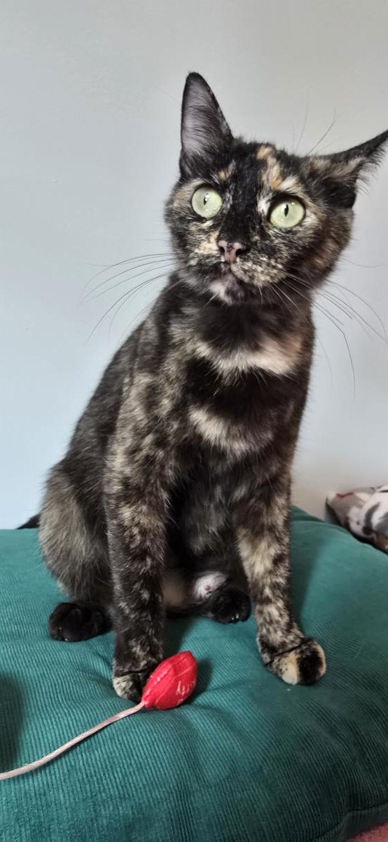 Home [saveohiostrays.org]