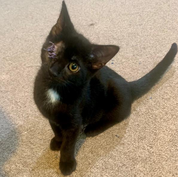 Home [saveohiostrays.org]