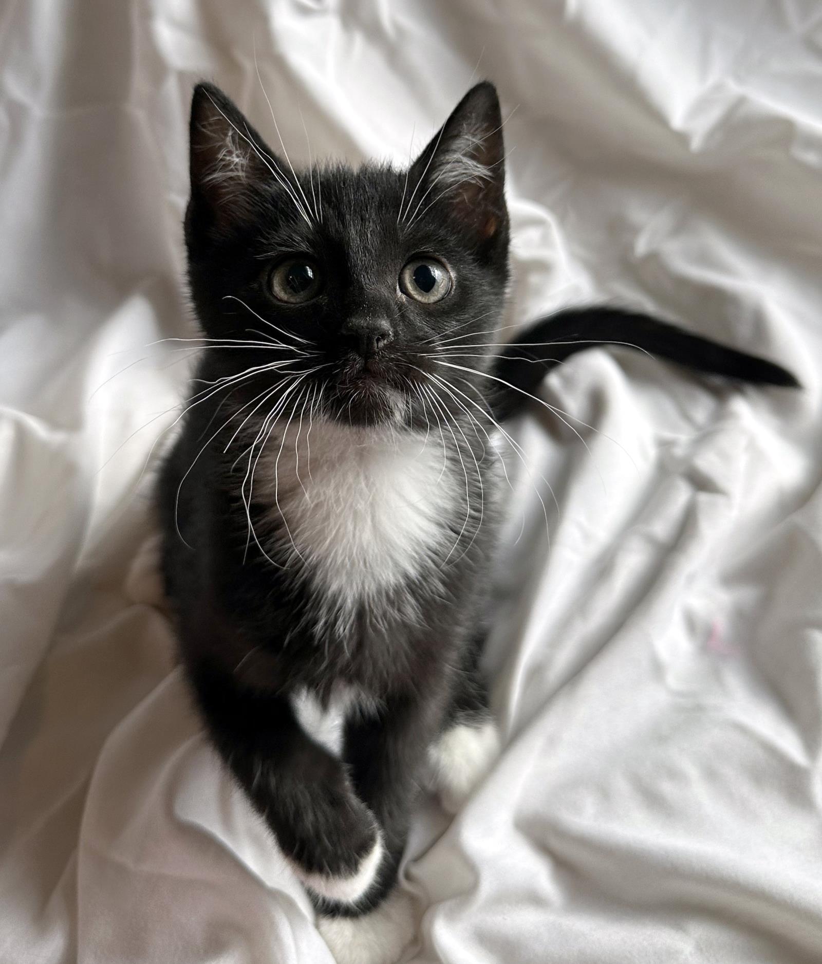 Home [www.saveohiostrays.org]