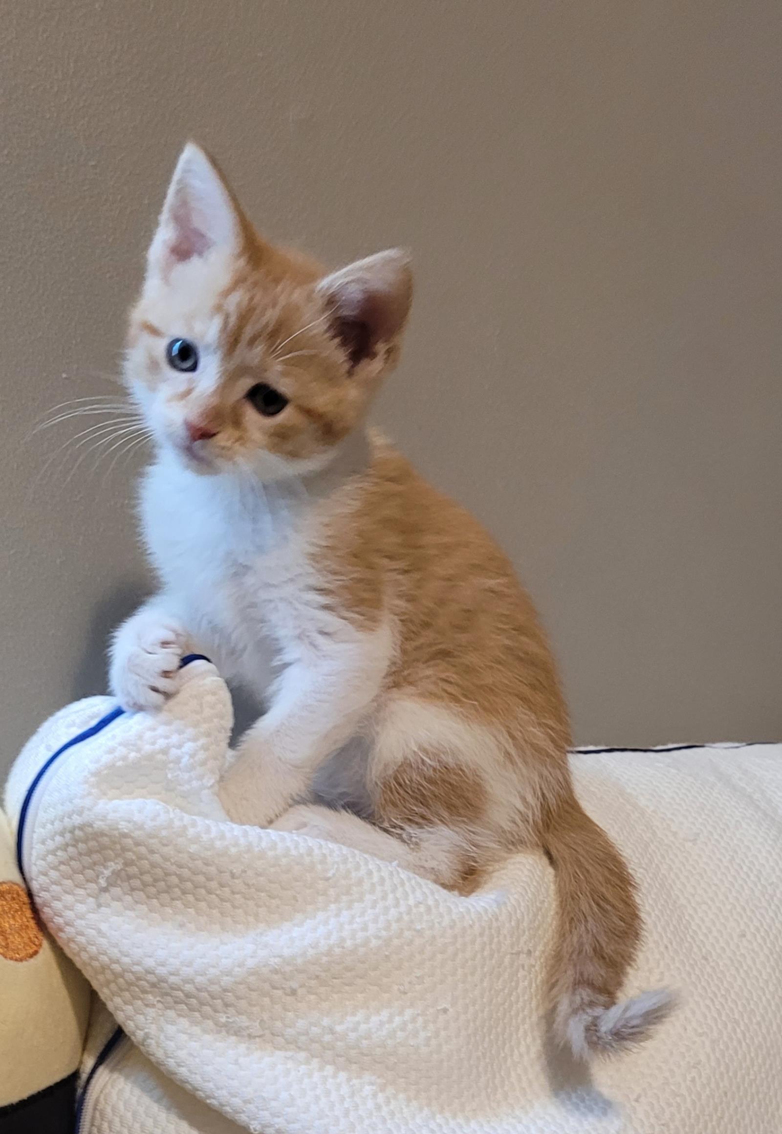 Animal not available