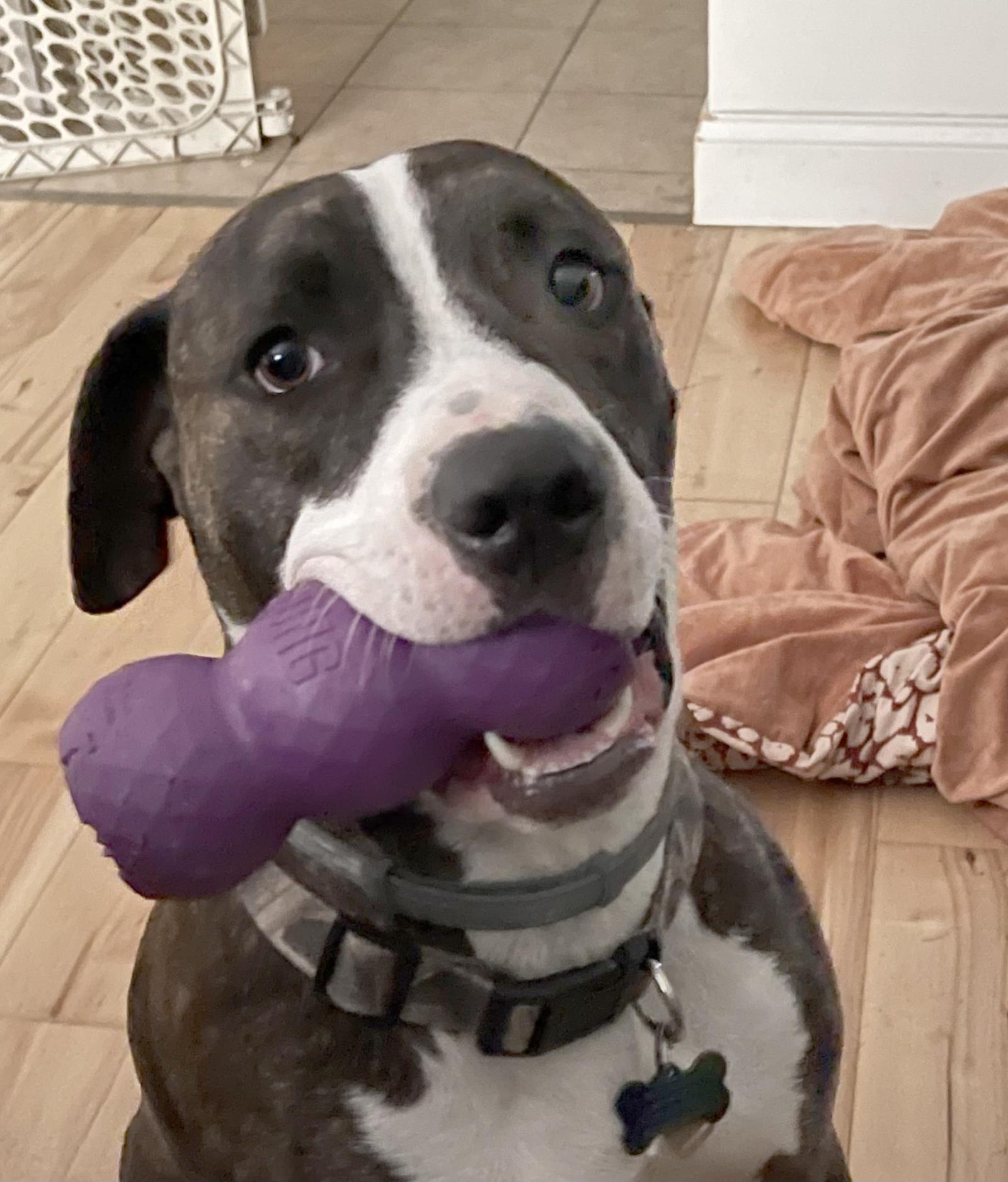 Home [www.saveohiostrays.org]